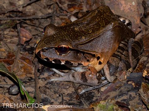 Shiripuno Amazon Lodge Ecuador Part 2 Field Herp Forum