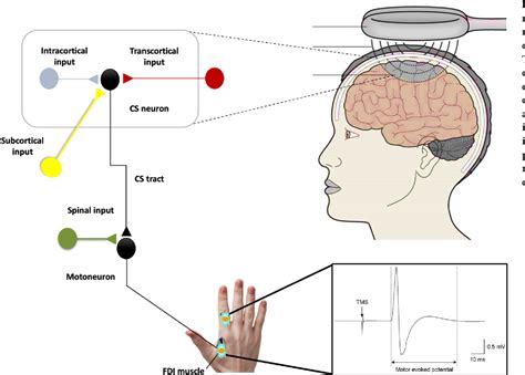 Figure 1 From Neuromodulation Techniques From Non Invasive Brain Stimulation To Deep Brain