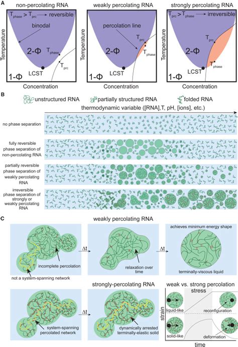 Rna Driven Phase Transitions In Biomolecular Condensates Molecular Cell