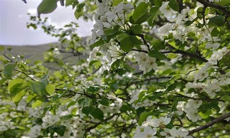 آبشار زانوس کجاست؟ امکانات نکات بازدید عکس گردشی تاپ