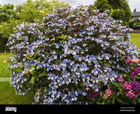 White Florets And Blue Centres Of The Hardy Mountain Hydrangea Shrub