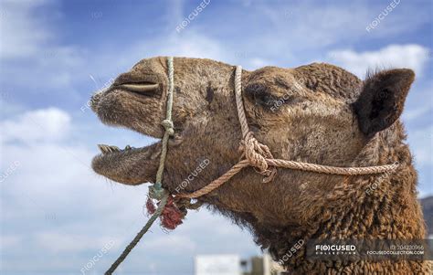 Muzzle Of Camel With Rope In Front Of Blue Sky With Clouds — Close Up