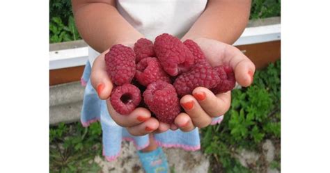 Производството на малини бележи 30 ръст спрямо миналата година Български Фермер