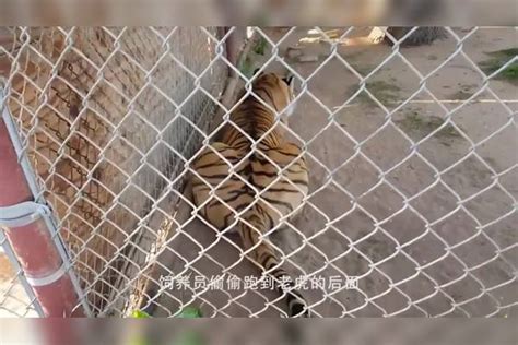 黑豹想从背后吓唬饲养员不料饲养员突然转身黑豹这下尴尬了 黑豹