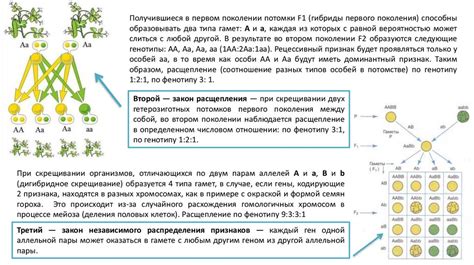 Биотехнология методы молекулярной генетики презентация онлайн