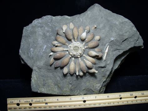 Rare Echinoid Fossil With Spines 050819f The Stones And Bones Collection