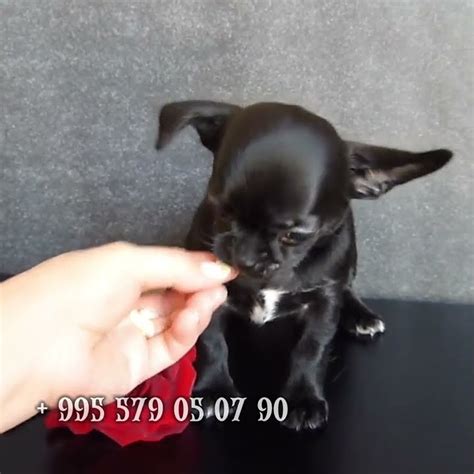 იყიდება ელიტური გოგო ჩიხუახუას ლეკვი კობის ტიპის Youtube