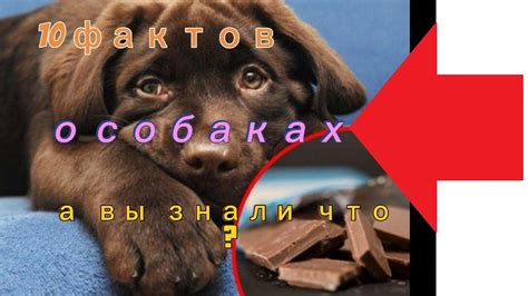 Факты о СОБАКАХ 10 ФАКТОВ интересные факты о собаках Youtube