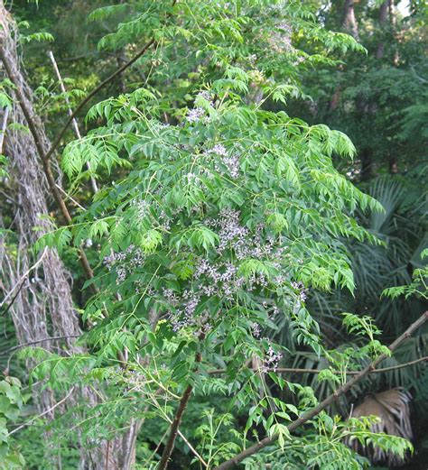 Melia Azedarach Florida Natural Areas Inventory