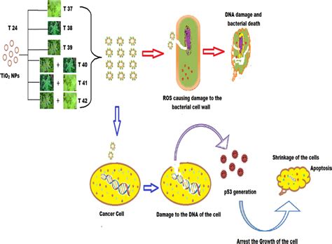 Mechanism In Anticancer Activity Download Scientific Diagram