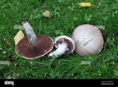 Agaricus Campestris Commonly Known As The Field Mushroom Or Meadow
