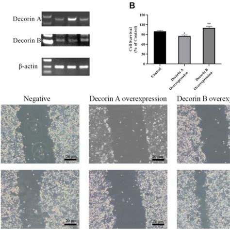 The Effects Of Decorin A And Decorin B On The Bxpc 3 Cells A Download Scientific Diagram