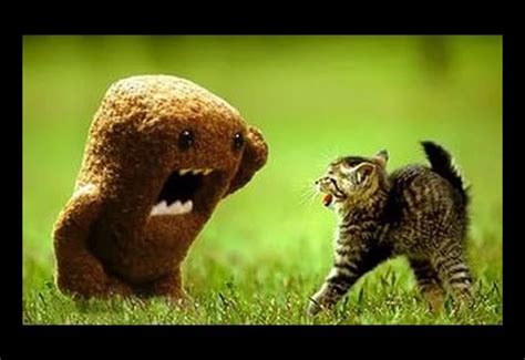 Kitten Domo Memes