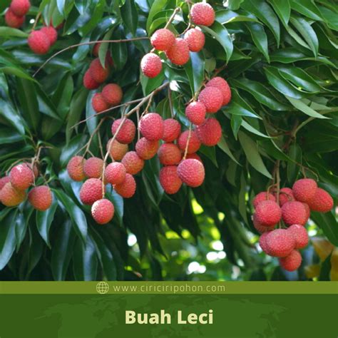 Ciri Ciri Pohon Leci Litchi Chinensis Di Alam Liar