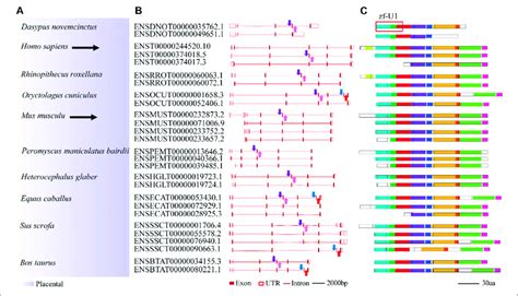 Summary Of Splicing Isoforms For Representative Animal U1c Genes Download Scientific Diagram