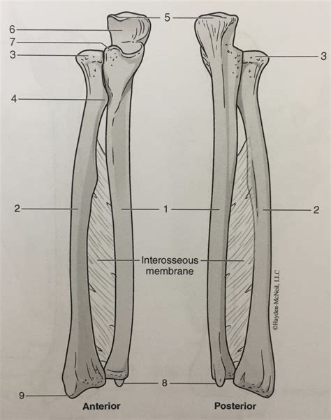 Radius Ulna Diagram Ulna Radius Labeled Medicinebtg