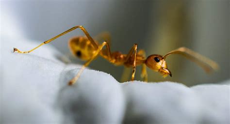 How To Get Rid Of Tiny Red Ants How I Get Rid Of