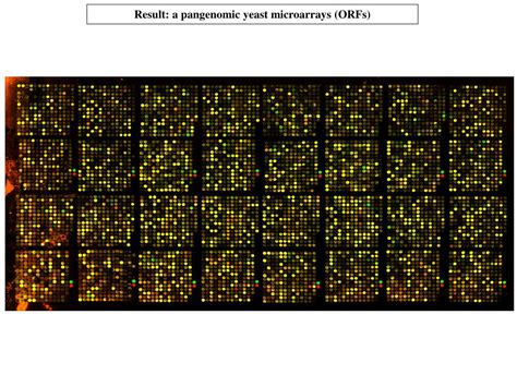 Ppt Dna Microarrays And Functional Genomics Powerpoint Presentation