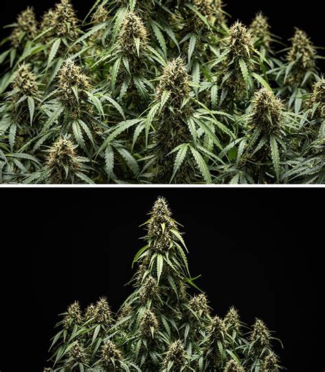 Learn How To Grow Corkscrew Auto Royal Queen Seeds