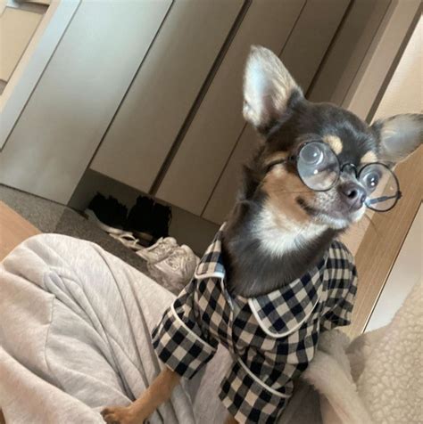 韩版宠物幼犬小猫咪狗狗睡衣泰迪比熊雪纳瑞博美吉娃娃衣服春夏装 阿里巴巴