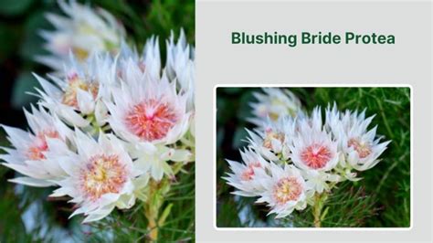 25 Types Of Protea Flowers Species Identification With Pictures