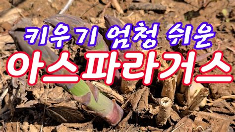 아스파라거스 아스파라긴산 함유 숙취 해소 피로회복 자양강장 효과 피클 샐러드 구이 볶음 등 텃밭 가꾸기 Youtube
