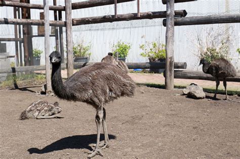富士花鳥園 on Twitter エミューの小学校 2022 05 22 ウリ坊柄が特徴のエミューのヒナはすくすく育ち毎日元気に