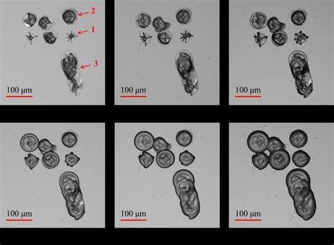 The Evolution Of Surface Indentation Of Fused Silica During Wet Download Scientific Diagram