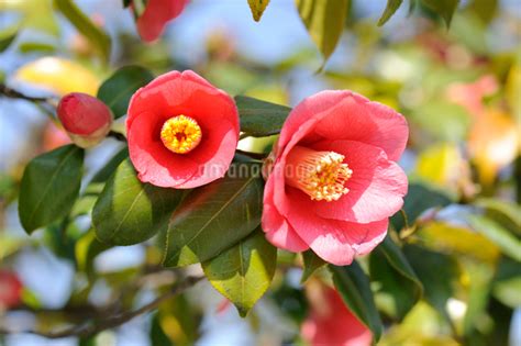 ヤブツバキの写真素材 Fyi01649784 ストックフォトの Qlean Market