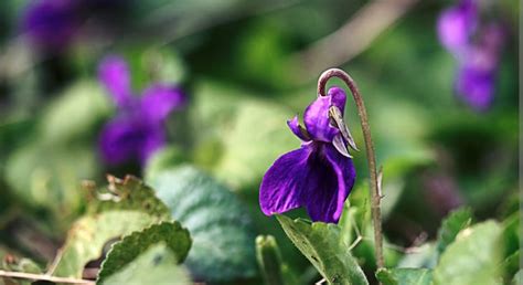 თეას იები💜💫 Facebook