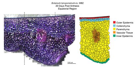 The Drawings On This Site Were Derived By Tracing Individual Cells