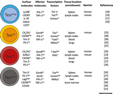 Exhausted Cd8 T Cells Face A Developmental Fork In The Road Trends In