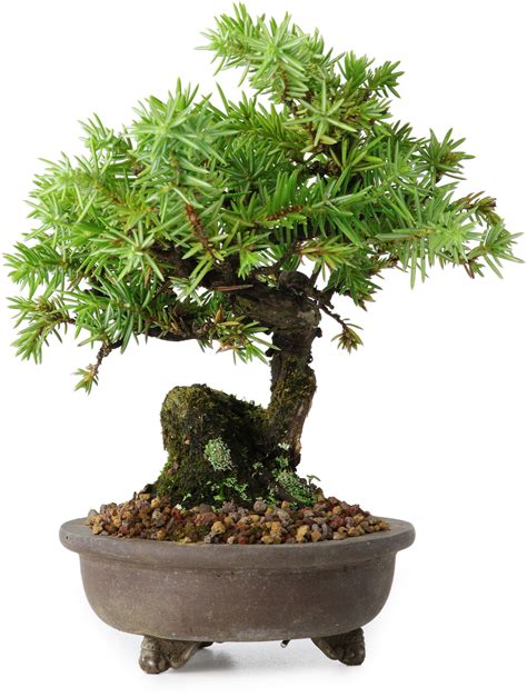 Juniperus Rigida 125 Cm ± 10 Years Old Bonsai Plaza