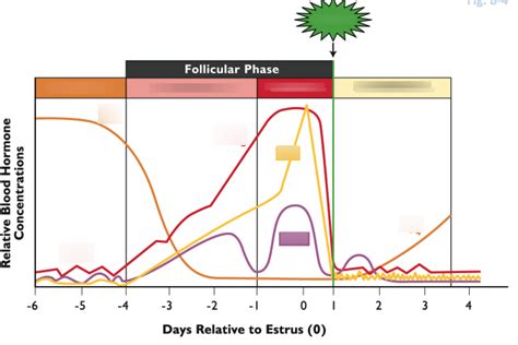 Repro Exam Diagram Quizlet