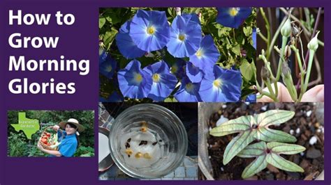 Ultimate Guide How To Grow Morning Glory Successfully Decohousegarden