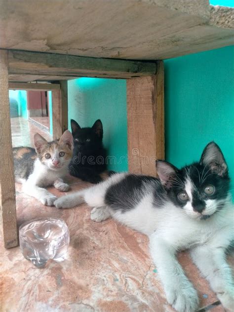 The Cute Kitten Stock Image Image Of Cute Blackall 262210521