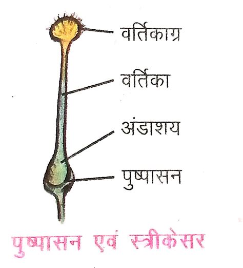 Bseb Class 6 Science Chapter 8 फुलों से जान पहचान Phoolon Se Jaan