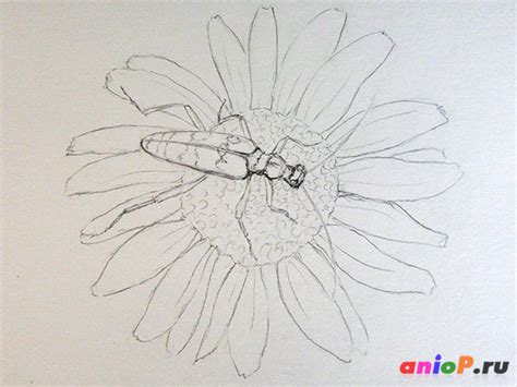 Как нарисовать жука усача простым карандашом — Уроки рисования карандашами и пастелью