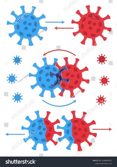 Schematic Drawing Recombination Two Viruses Example เวกเตอร์สต็อก