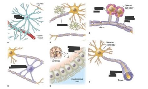 The Nerve Cells Diagram Quizlet