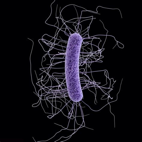 Podcast 115 Clostridium Difficile The Emergency Medical Minute