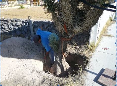 How To Move A Joshua Tree Xtremehorticulture