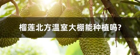 榴莲北方温室大棚能种植吗 如意谷