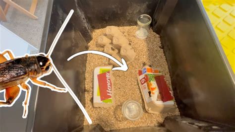 Cricket Breeding Setup At Travis Castro Blog