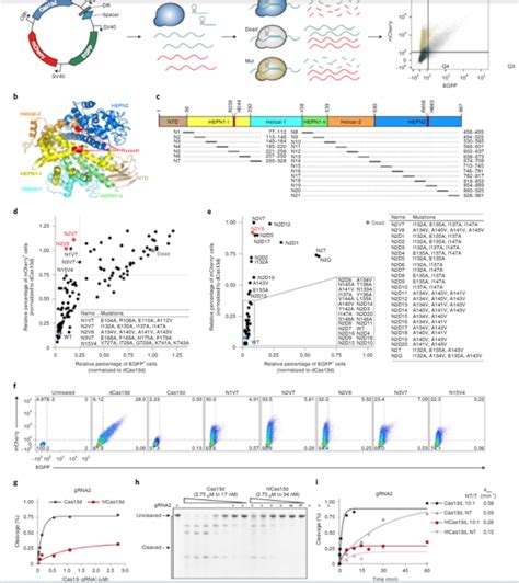 Nat Biotech 中科院杨辉组通过靶向rna降解的高保真cas13变体降低副作用 知乎