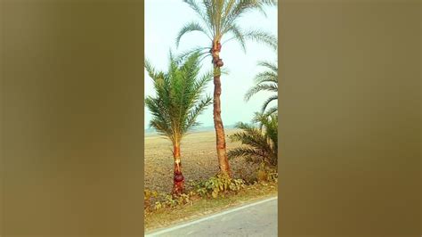 যশোরের যশ খেজুরের রস। Youtube