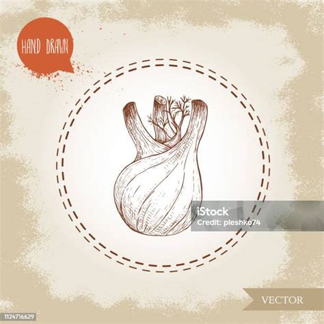 손으로 그린된 스케치 회 향 전구입니다 매운 루트 식물 잎입니다 허브 향신료와 조미료 벡터 그림을 흰색 배경에 고립 건강한 생활방식에 대한 스톡 벡터 아트 및 기타 이미지