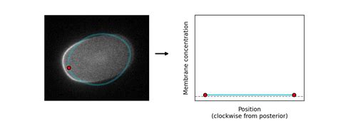 Github Goehringlab Par Segmentation Cell Cortex Segmentation And Quantification In C Elegans