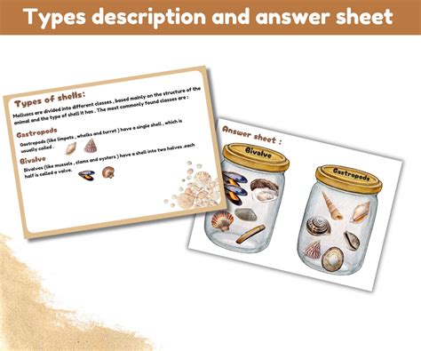 Shells Types Sorting Activity Shells Jars Sorting Activity Fun Interactive Learning Activity