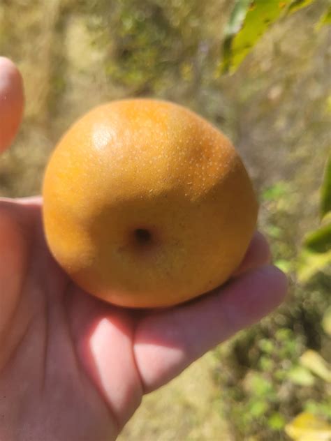 Korean Giant Pear 2022 General Fruit Growing Growing Fruit